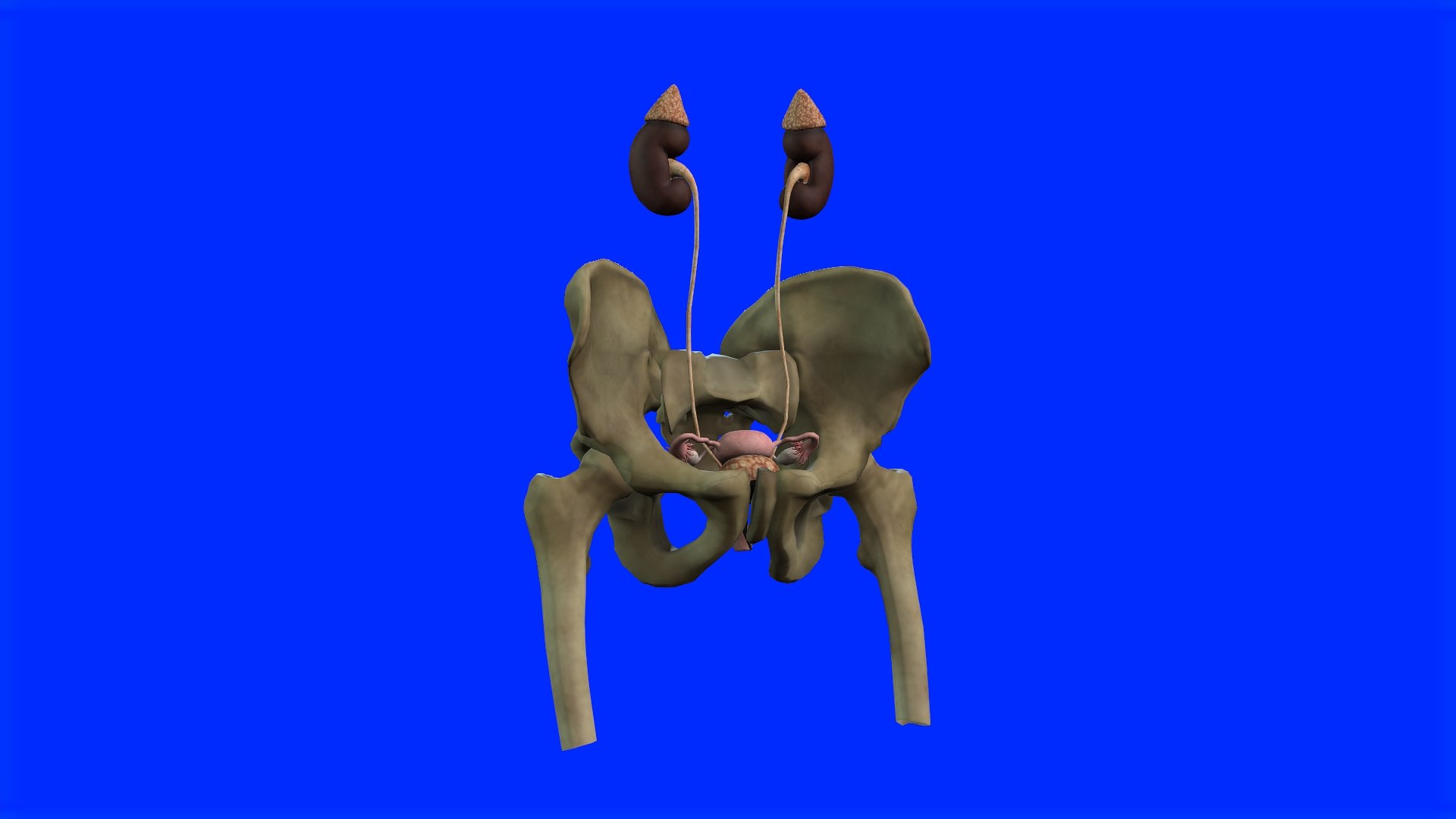 Female Reproductive And Urinary System Model - TurboSquid 2080328