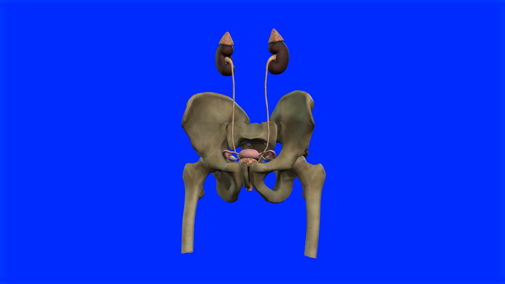 Female Reproductive And Urinary System Model - TurboSquid 2080328