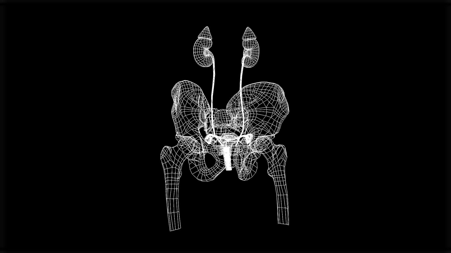Female Reproductive And Urinary System Model - TurboSquid 2080328