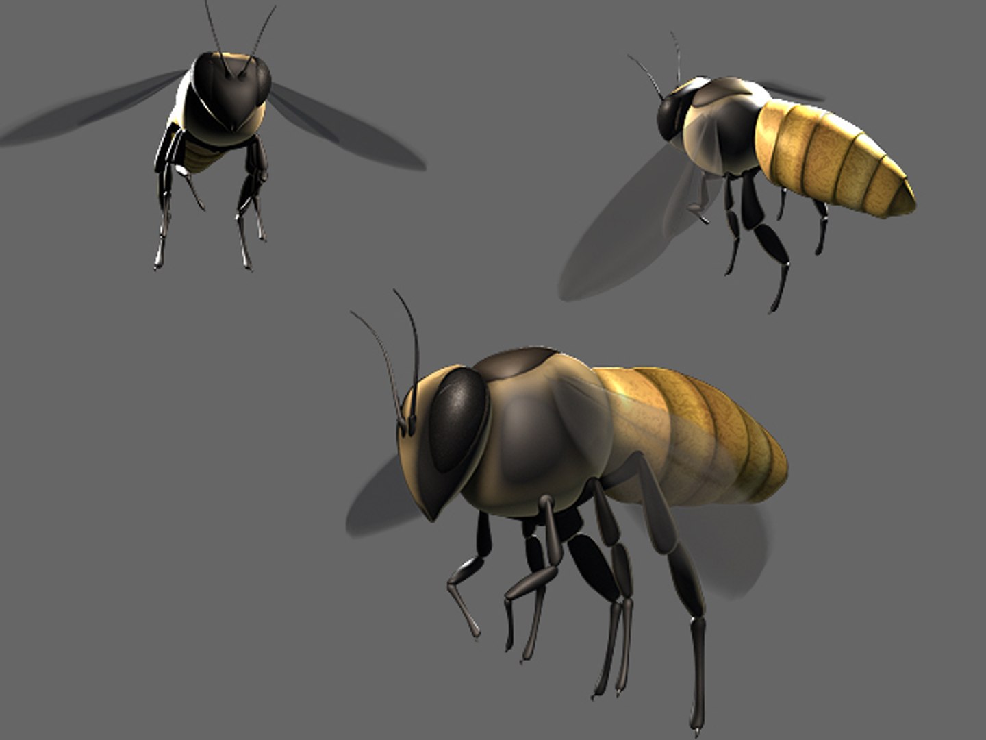 3D Honey Bee - TurboSquid 255903