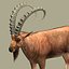 nubian ibex 3d model
