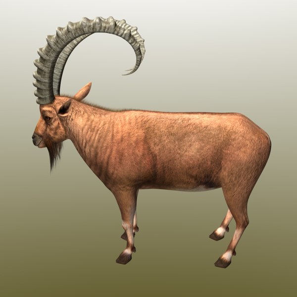 nubian ibex 3d model