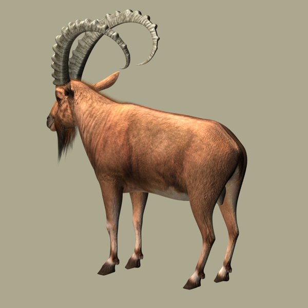 nubian ibex 3d model