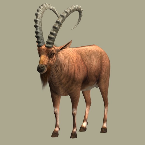 nubian ibex 3d model