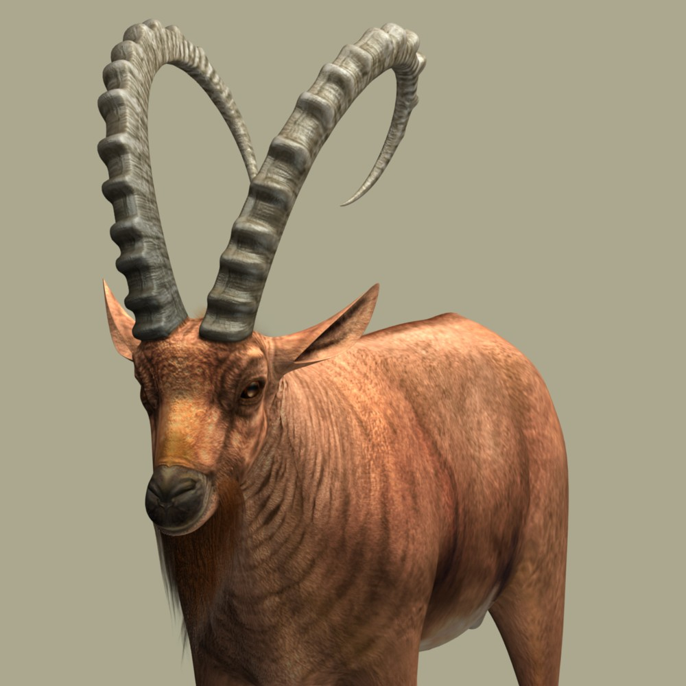 nubian ibex 3d model
