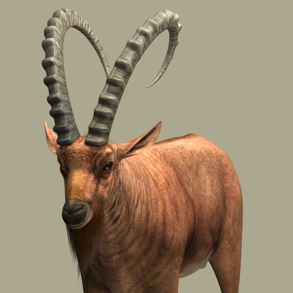 nubian ibex 3d model