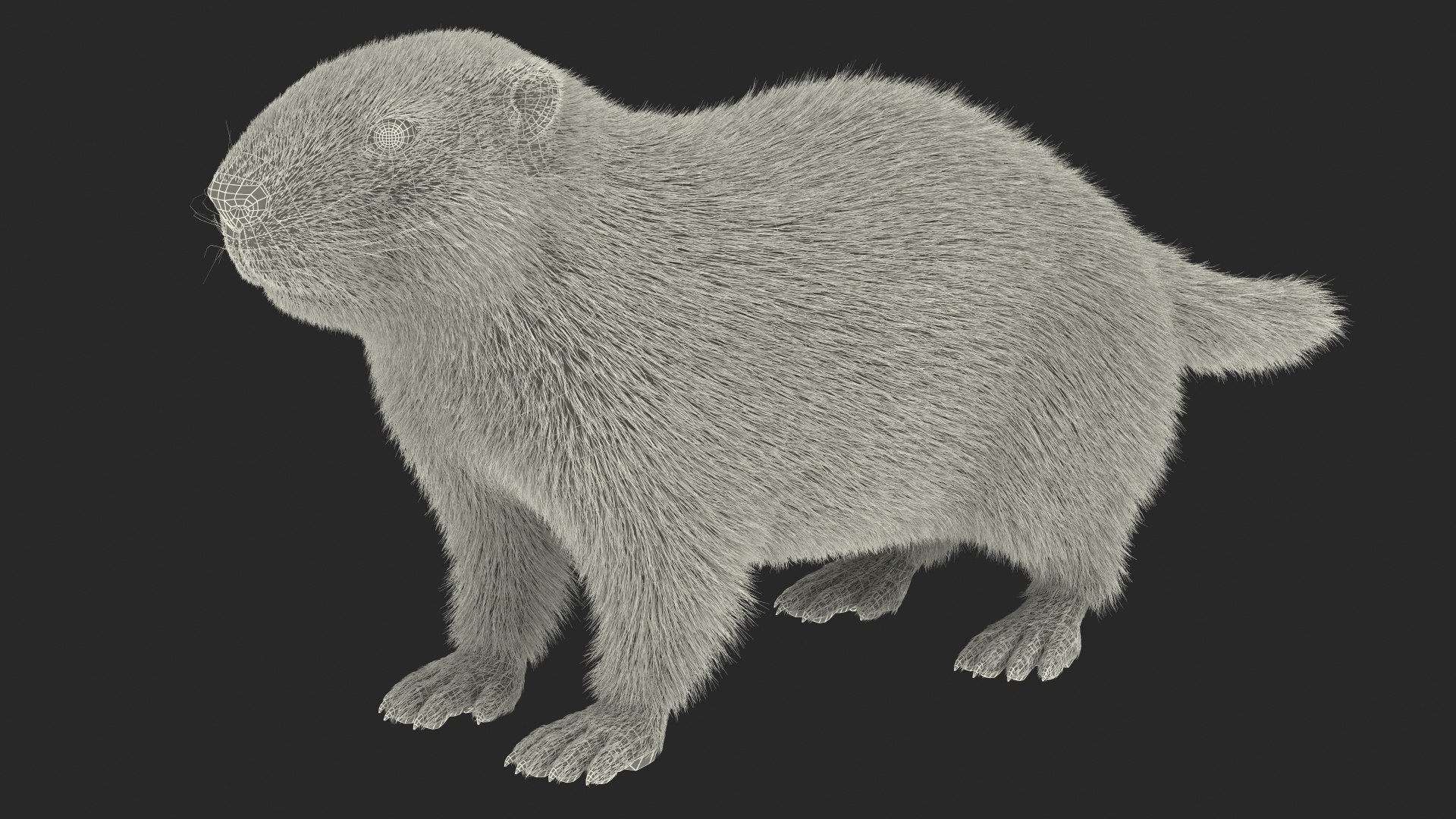 Marmot Rigged Fur 3D Model - TurboSquid 1969595
