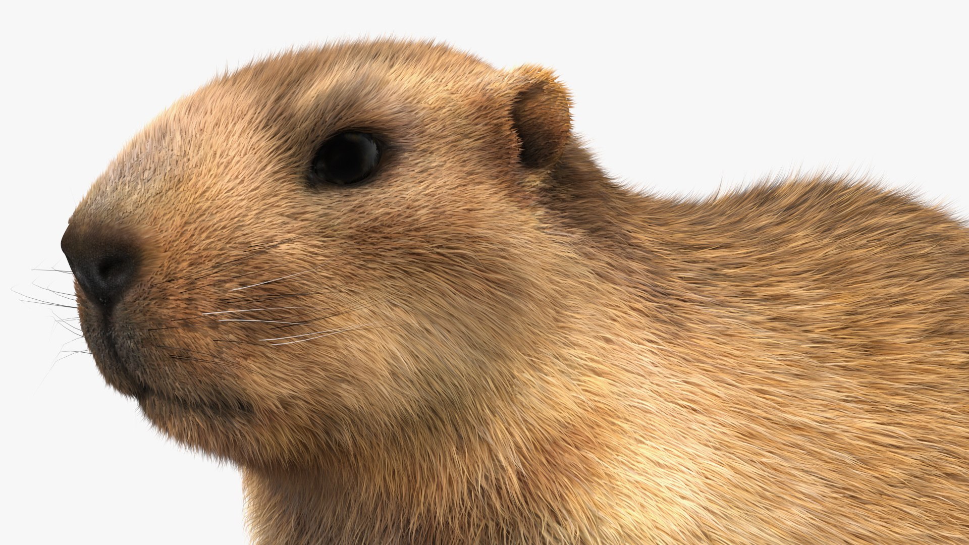 Marmot Rigged Fur 3D Model - TurboSquid 1969595