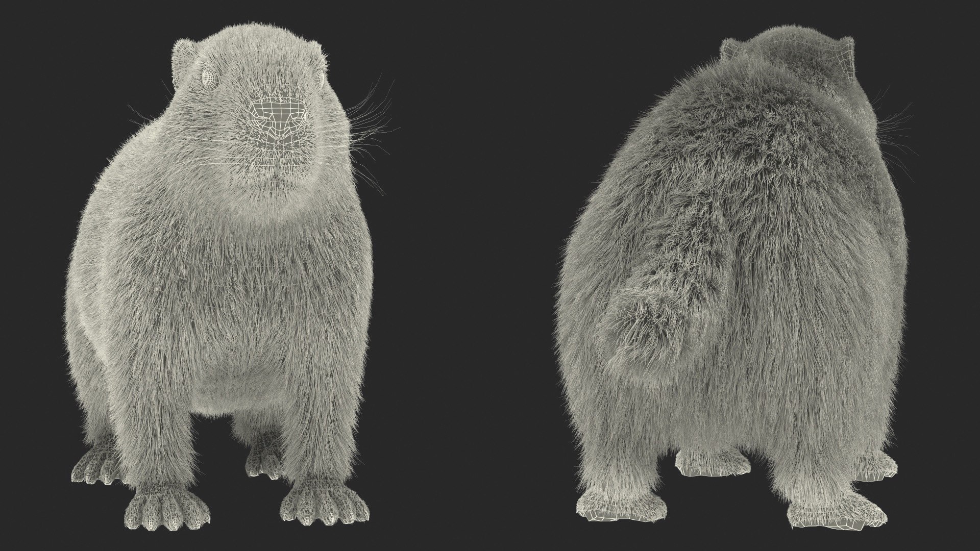 Marmot Rigged Fur 3D Model - TurboSquid 1969595