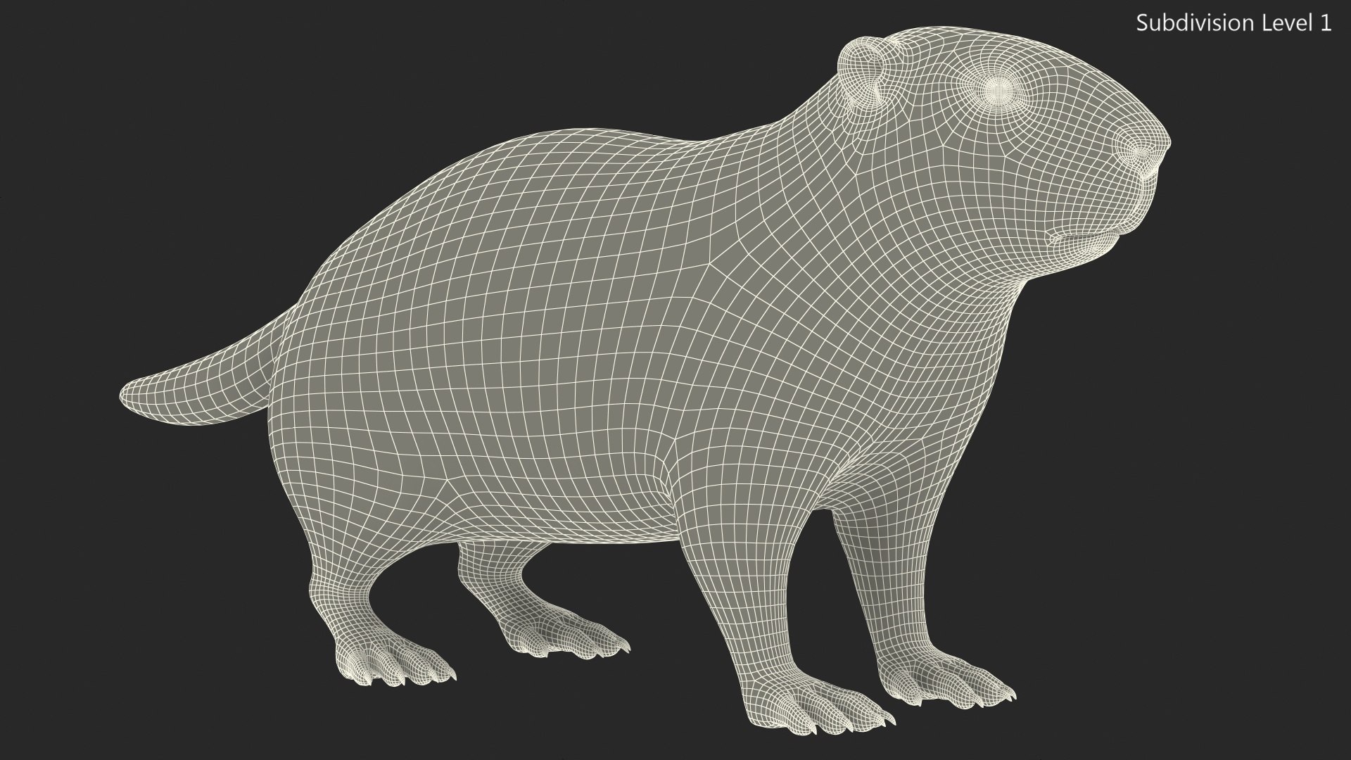 Marmot Rigged Fur 3D Model - TurboSquid 1969595