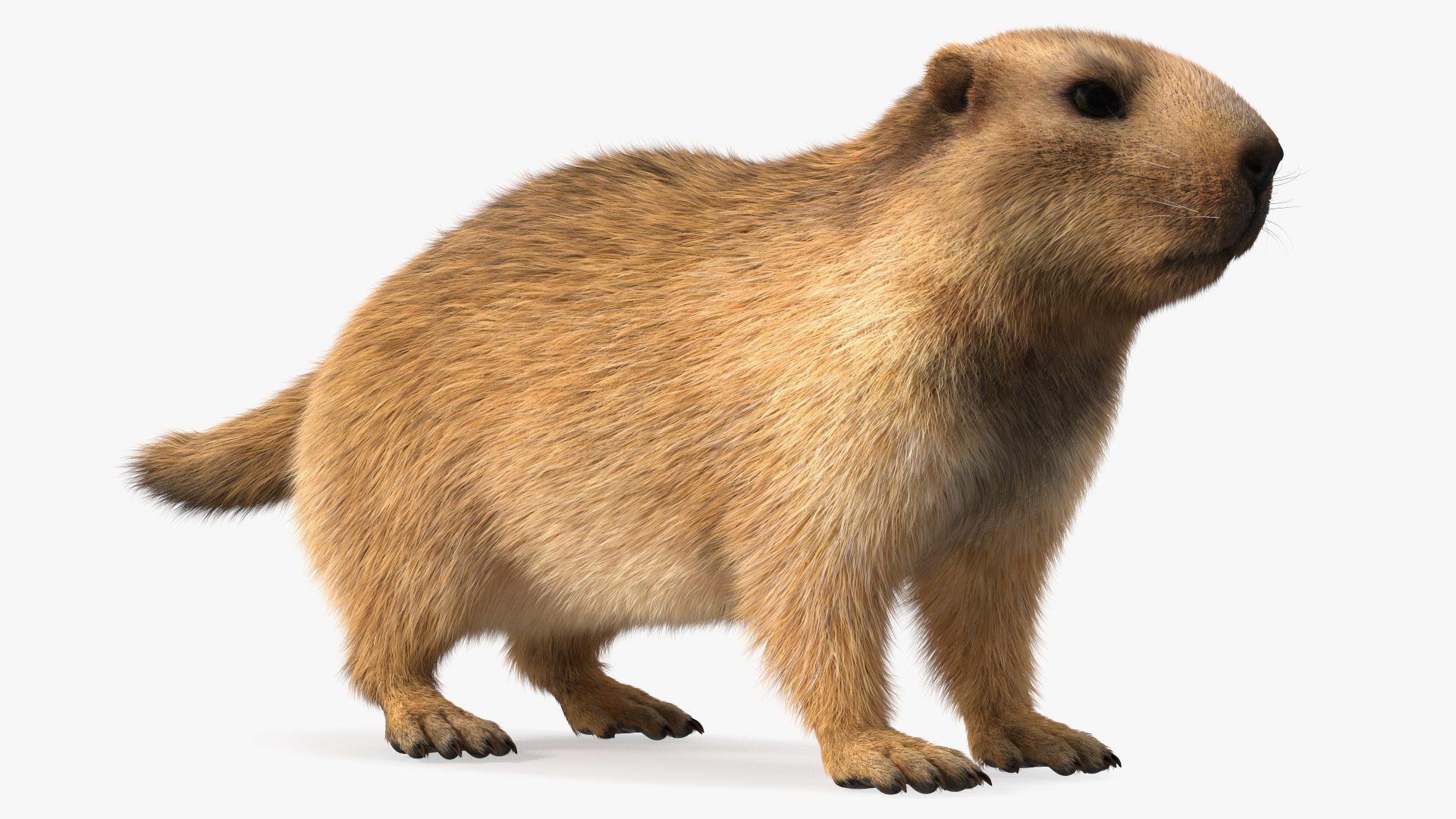 Marmot Rigged Fur 3D Model - TurboSquid 1969595
