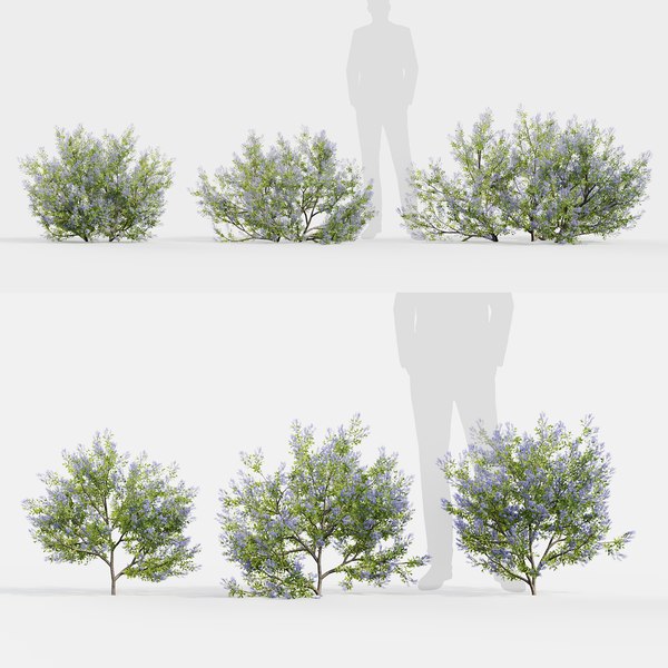 modelo 3d Lila californiana Lila de montaña modelo 3d - TurboSquid 2117736