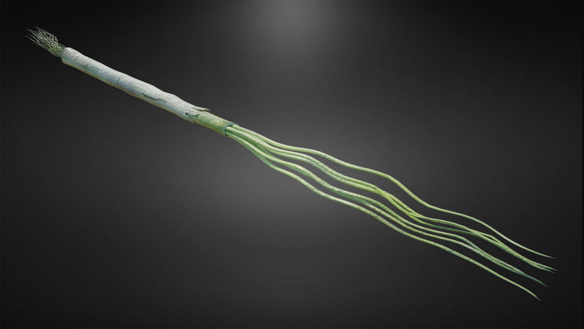 Scallion 3D - TurboSquid 1885210