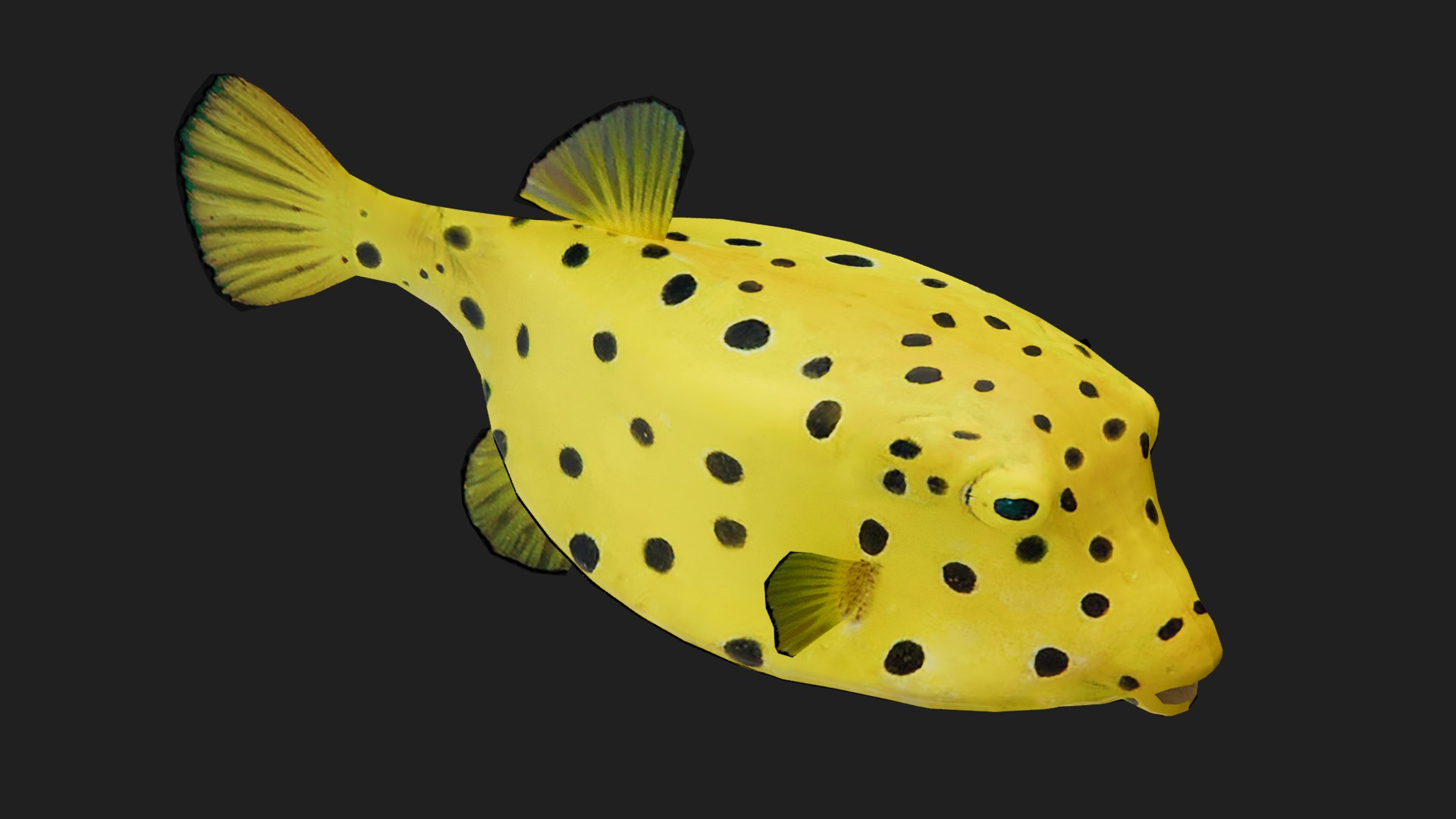 3D Boxfish - TurboSquid 2122917