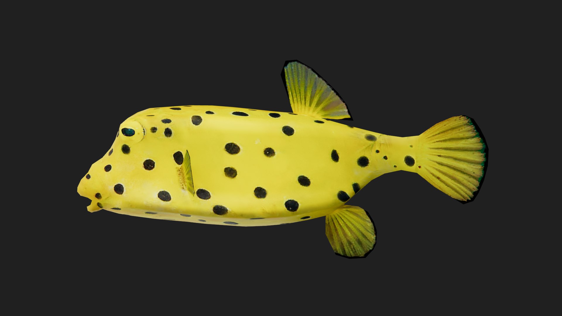 3D Boxfish - TurboSquid 2122917