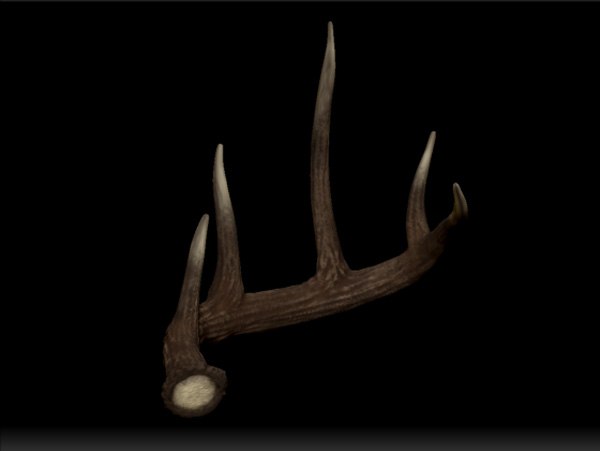 elk skull 3d obj