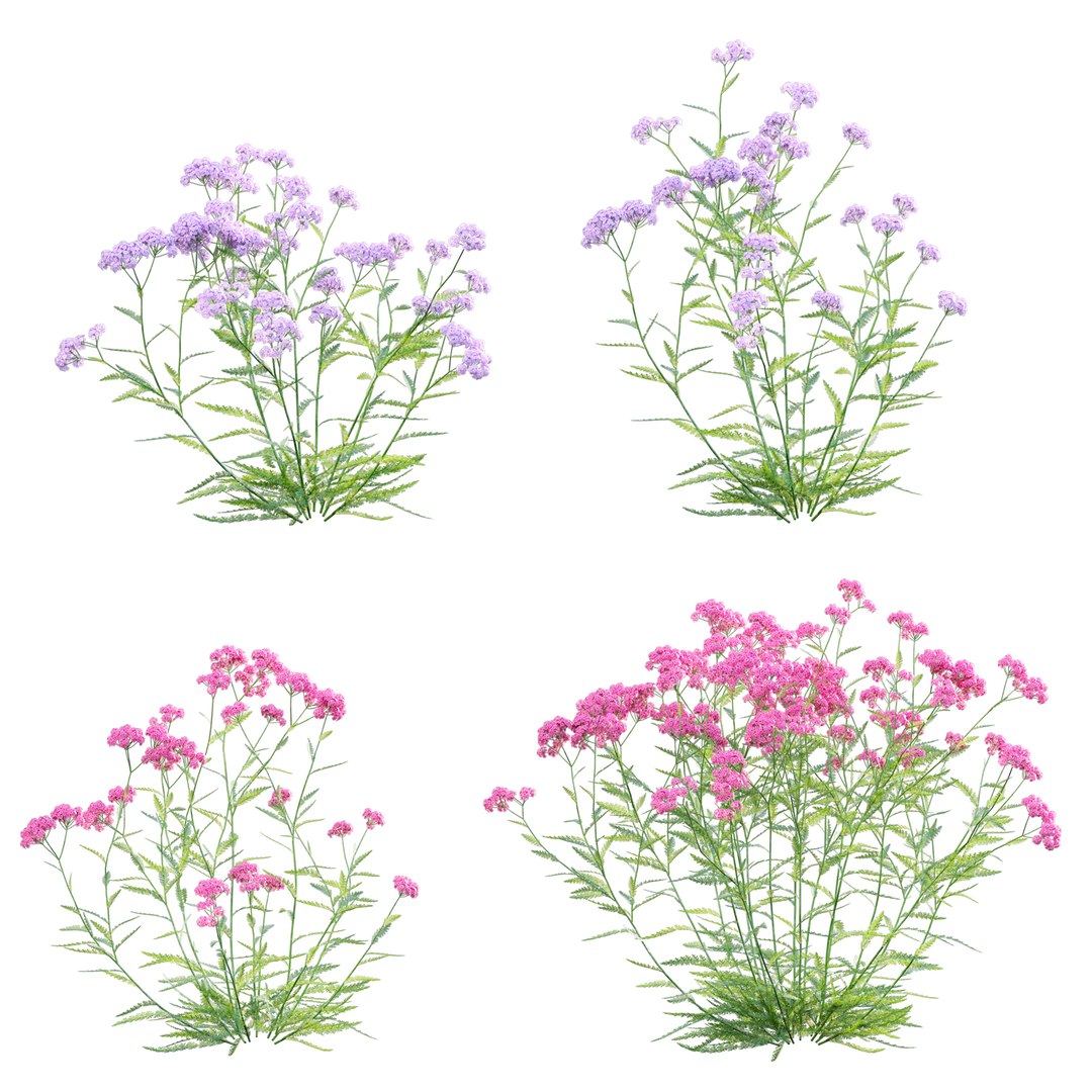 3D Achillea Millefolium - Yarrow 02 - TurboSquid 2128653