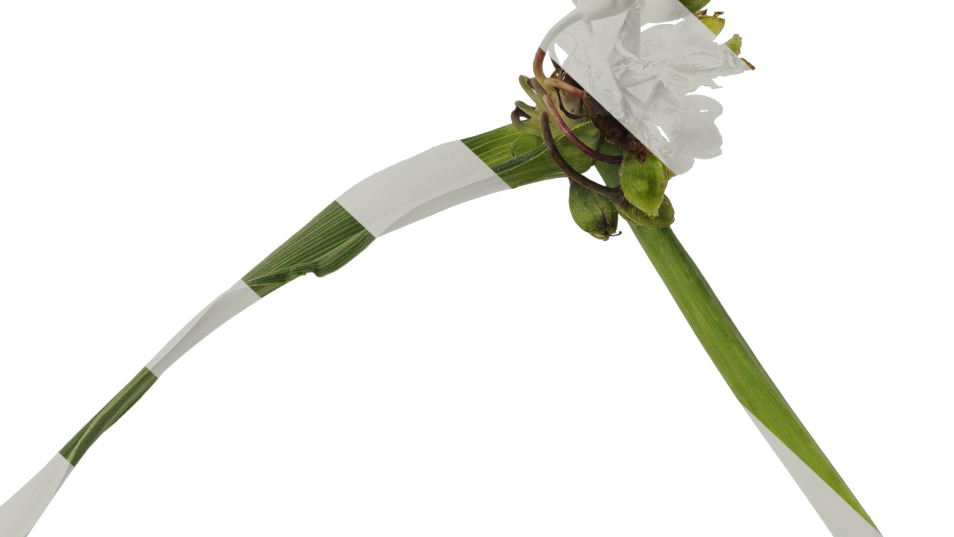 3D Anydrafts Tradescantia Ohiensis Atlas 03 Textures - TurboSquid 2359490