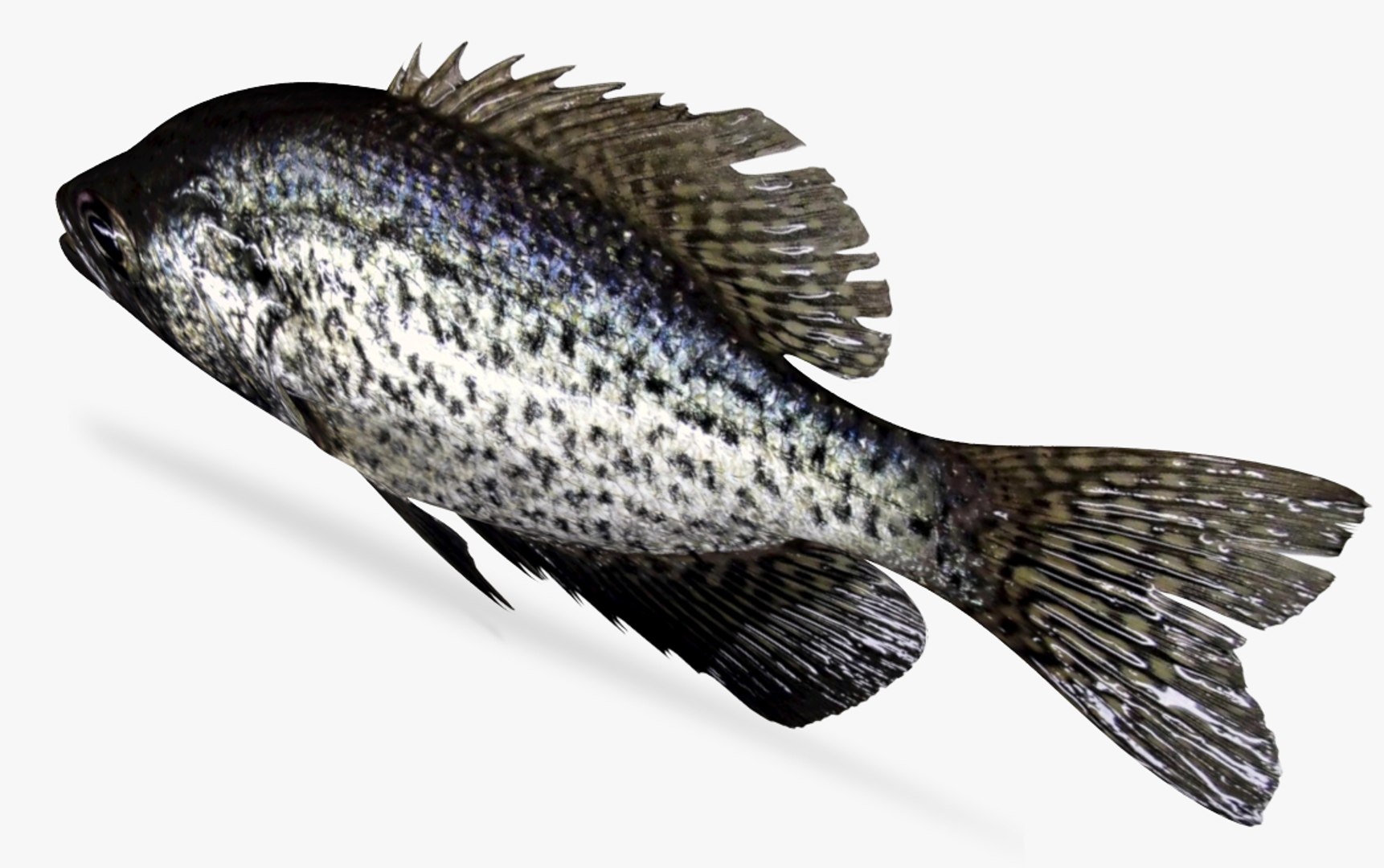 3D Black Crappie Model - TurboSquid 1193966
