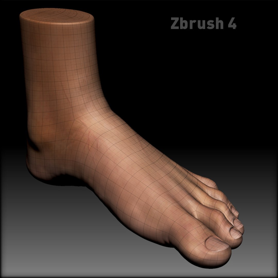 Human Foot 3d Model