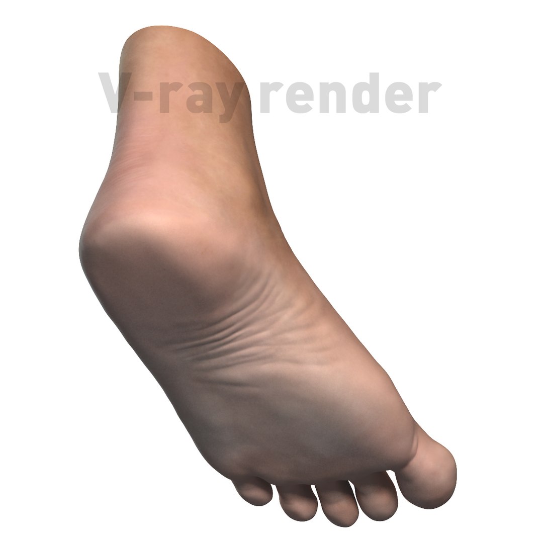 Human Foot 3d Model