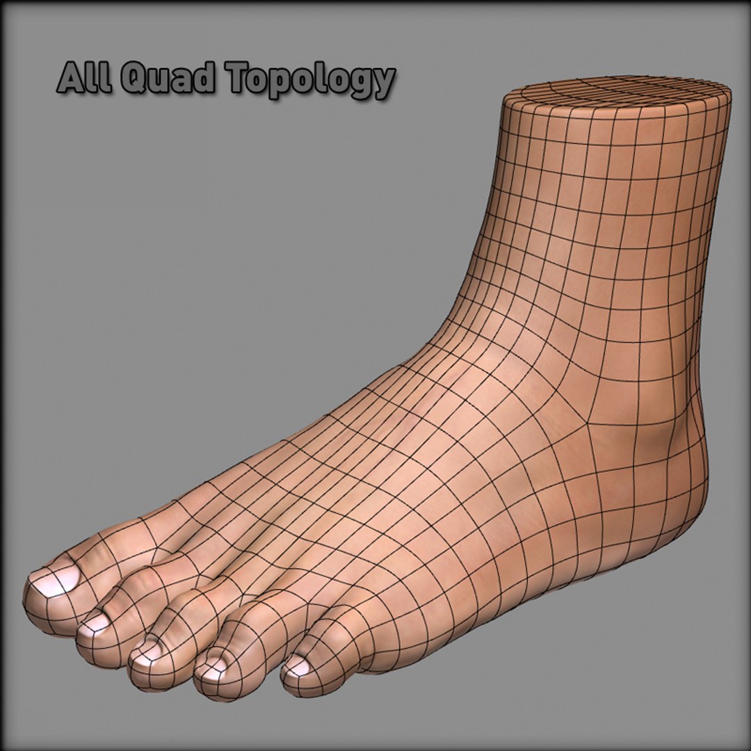 Human Foot 3d Model
