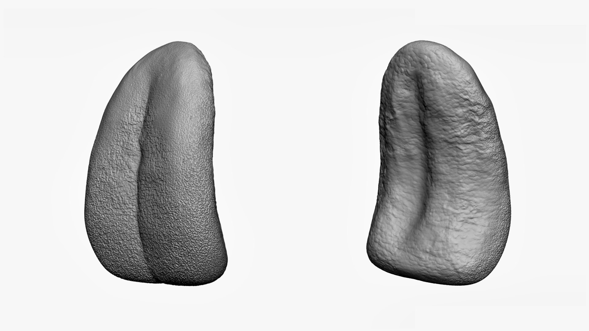 3D Realistic Teeth Base Mesh Zbrush - TurboSquid 2070269