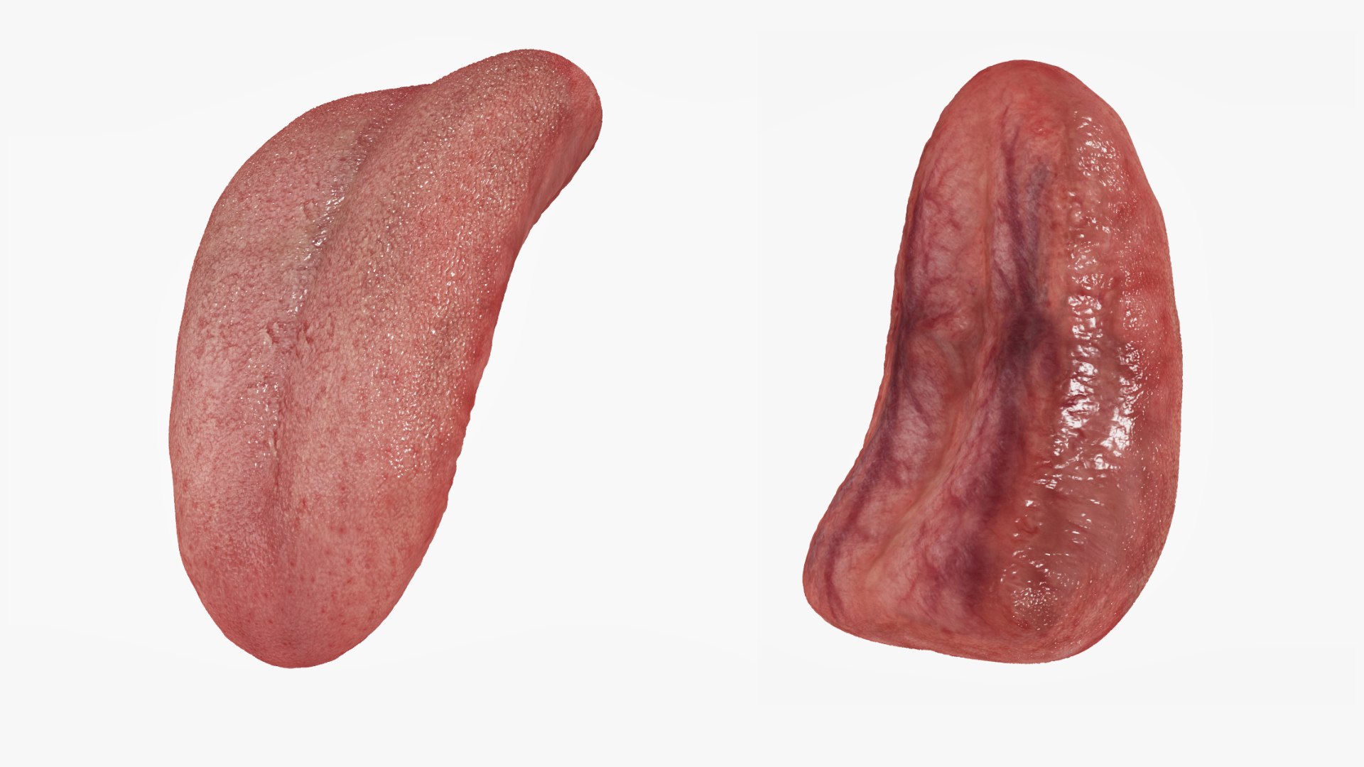 3D Realistic Teeth Base Mesh Zbrush - TurboSquid 2070269