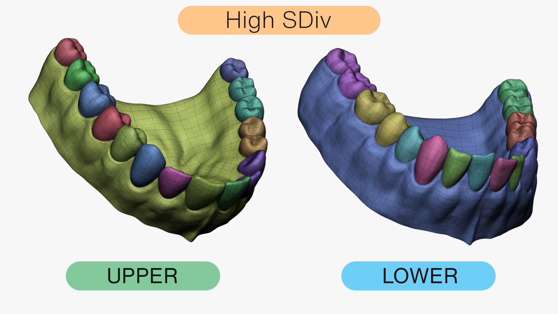3D Realistic Teeth Base Mesh Zbrush - TurboSquid 2070269