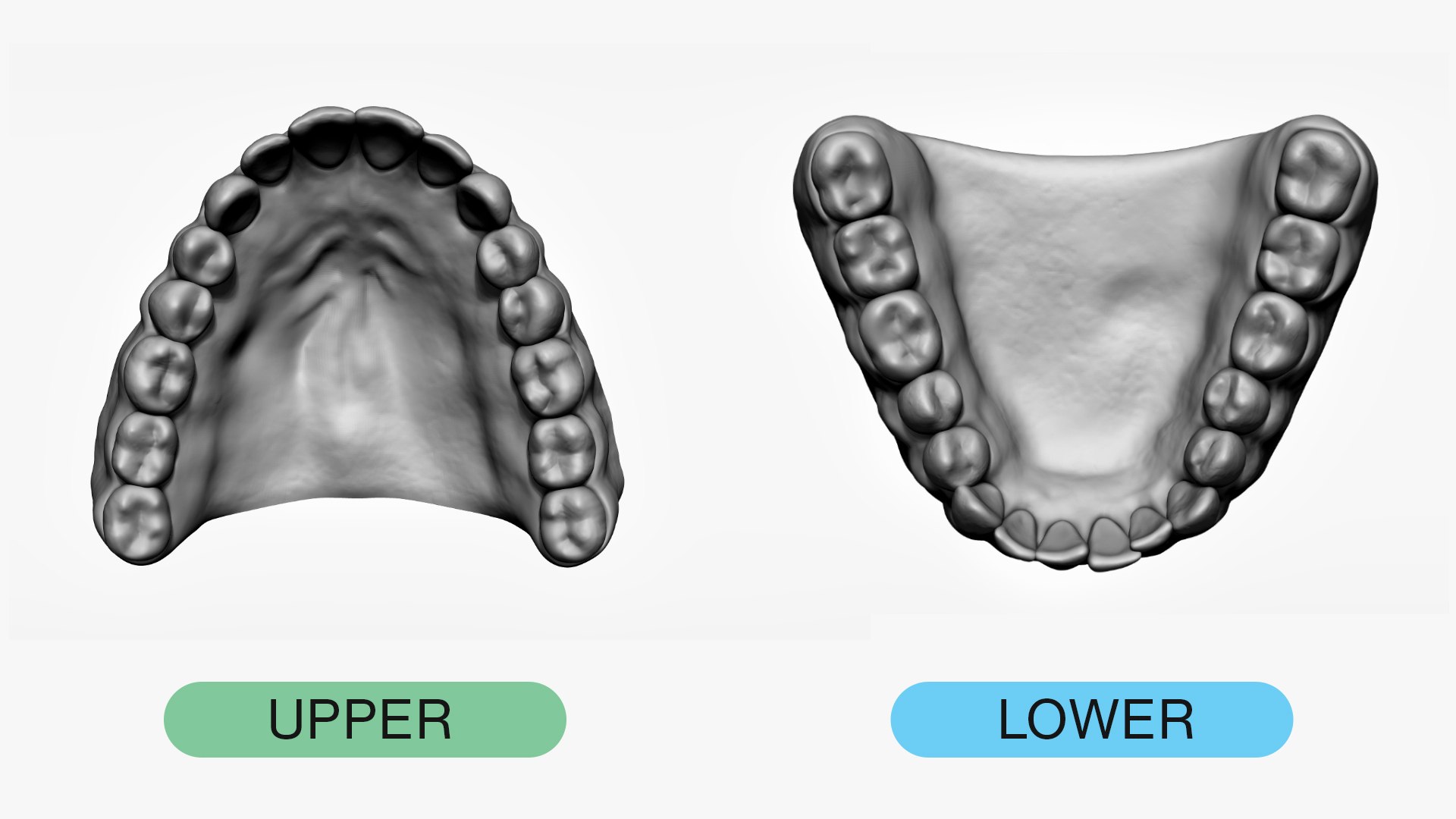 3D Realistic Teeth Base Mesh Zbrush - TurboSquid 2070269