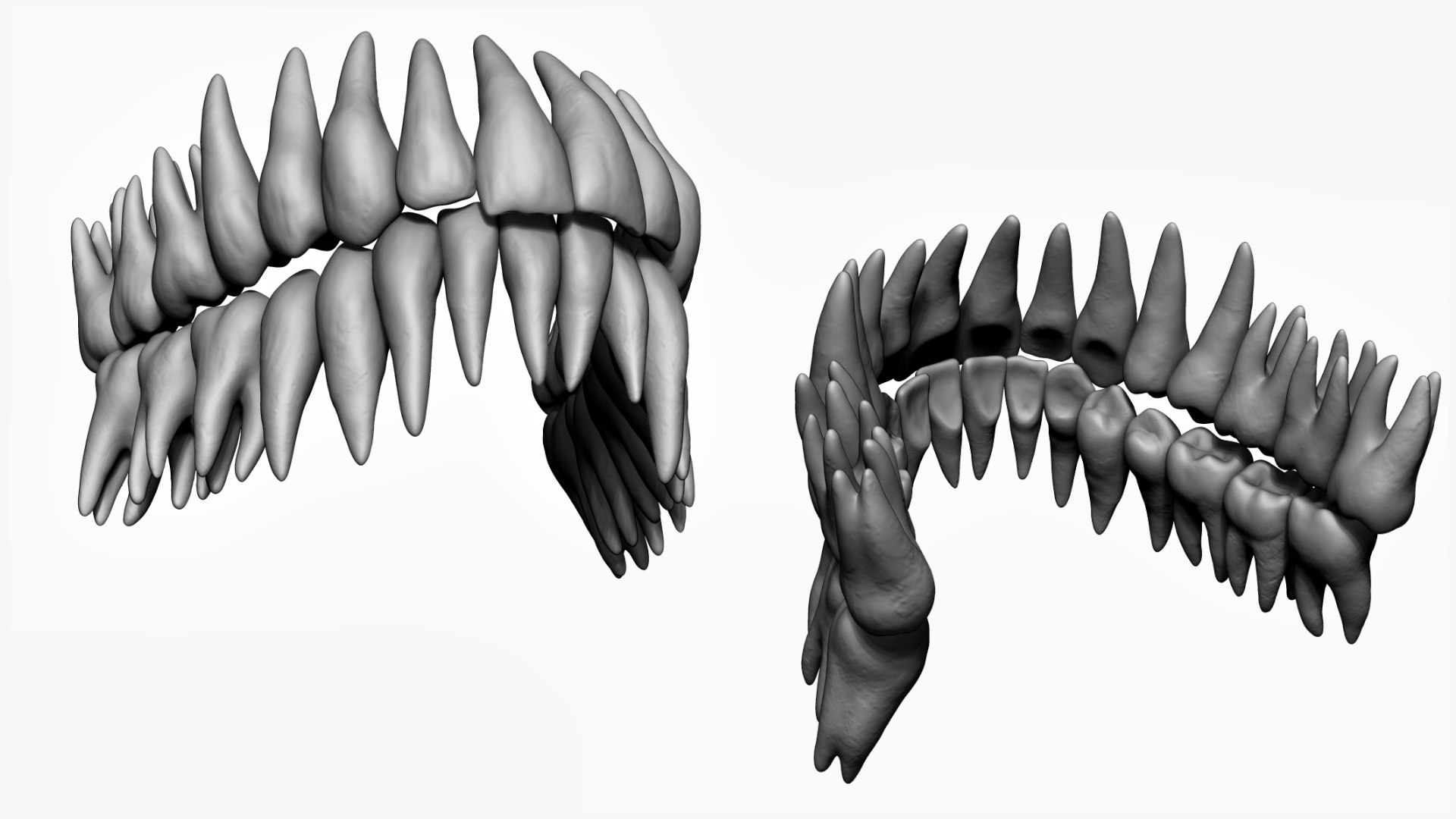 3D Realistic Teeth Base Mesh Zbrush - TurboSquid 2070269