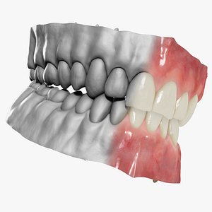 3d Teeth Base Mesh Zbrush
