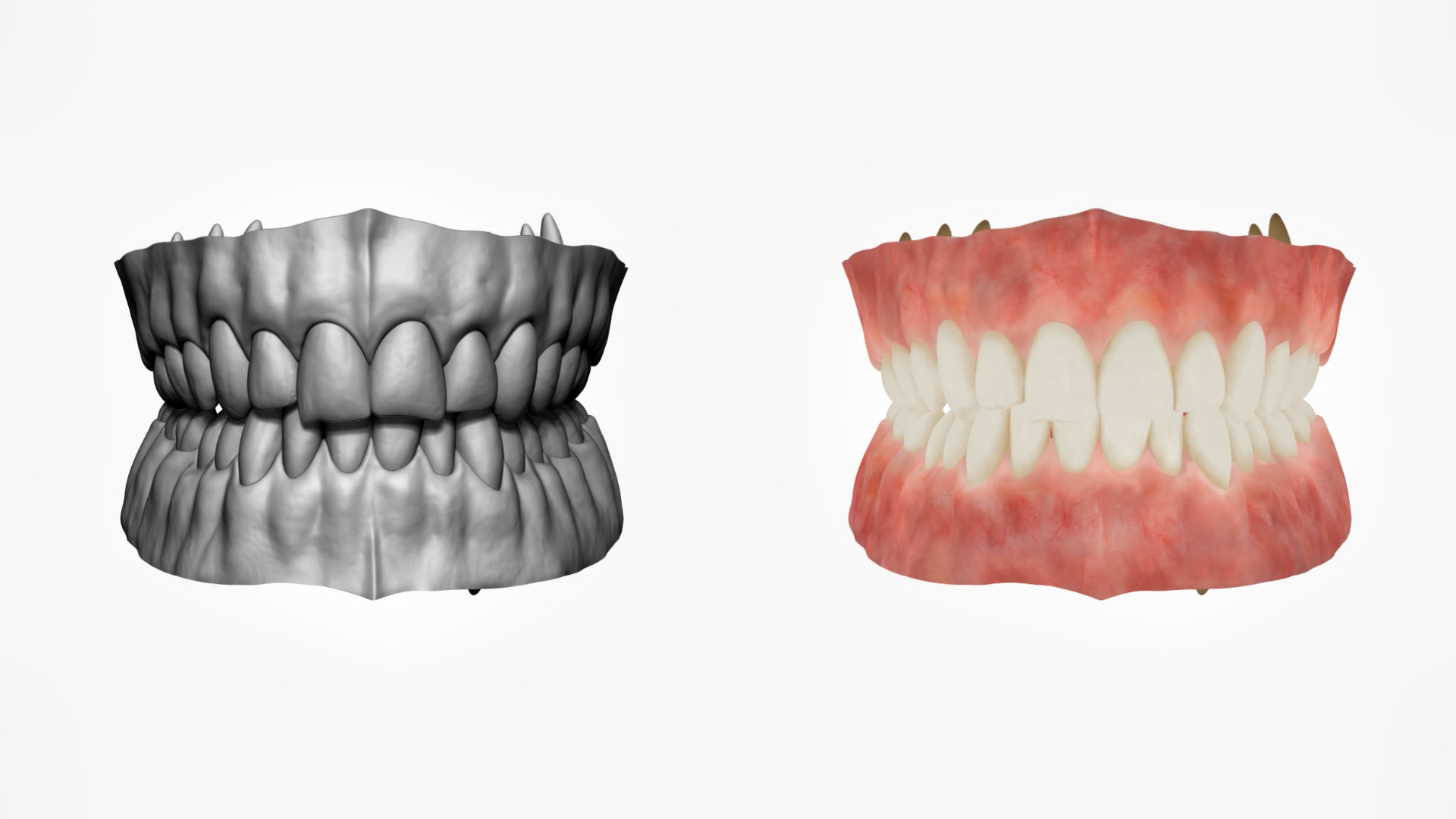 3D Realistic Teeth Base Mesh Zbrush - TurboSquid 2070269