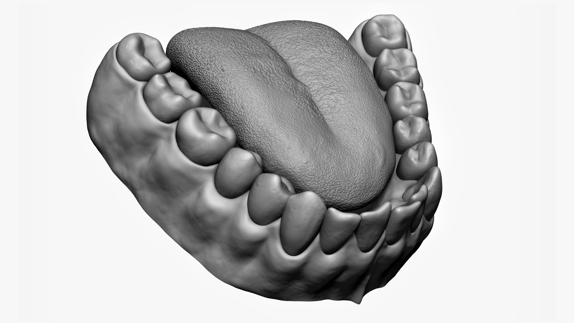 3D Realistic Teeth Base Mesh Zbrush - TurboSquid 2070269