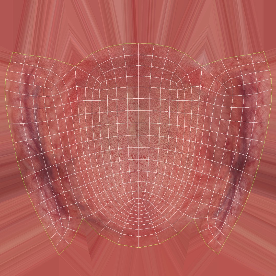 3D Realistic Teeth Base Mesh Zbrush - TurboSquid 2070269