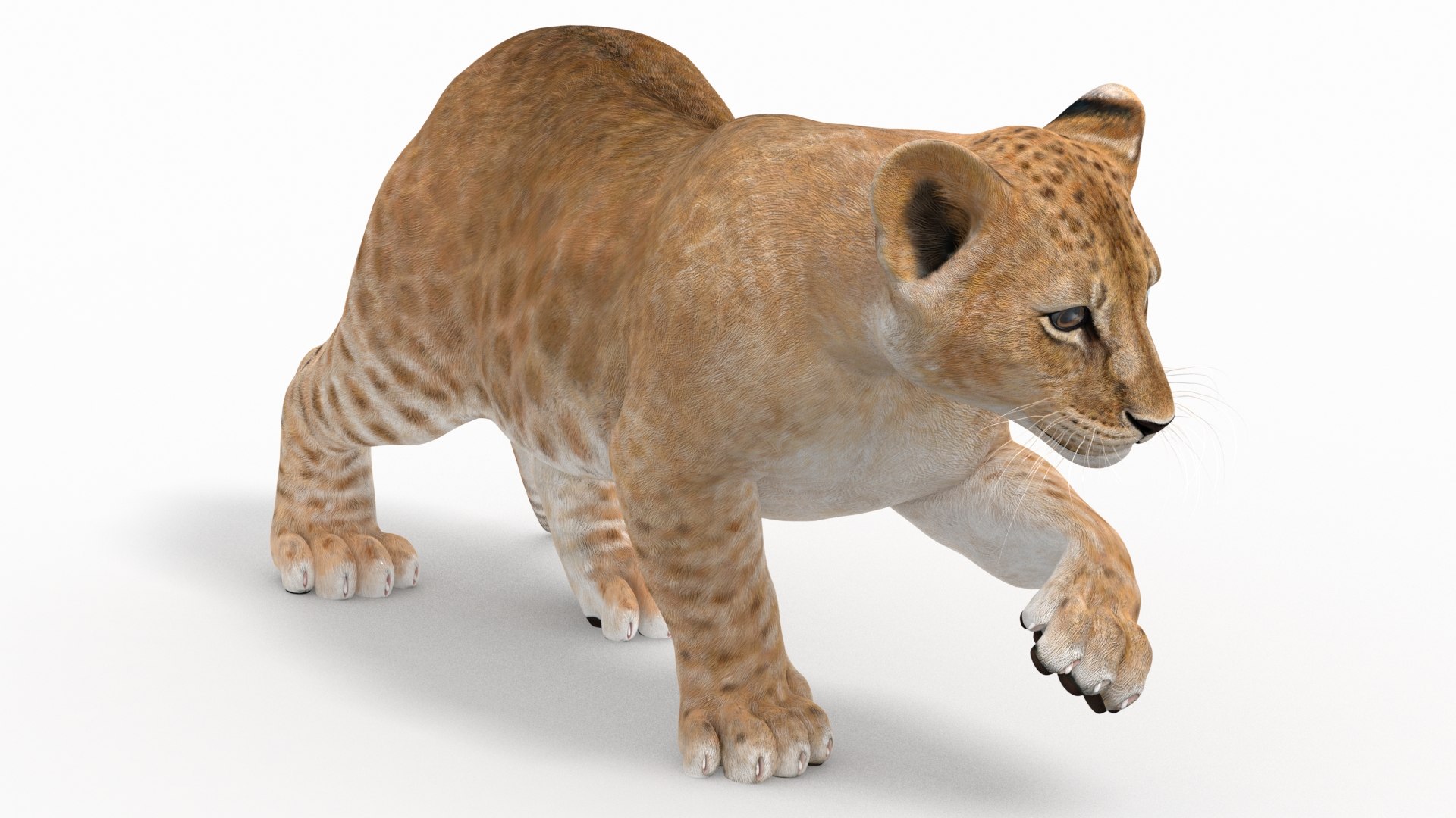 Lion Cub Rigged Modeled Model - TurboSquid 1461268
