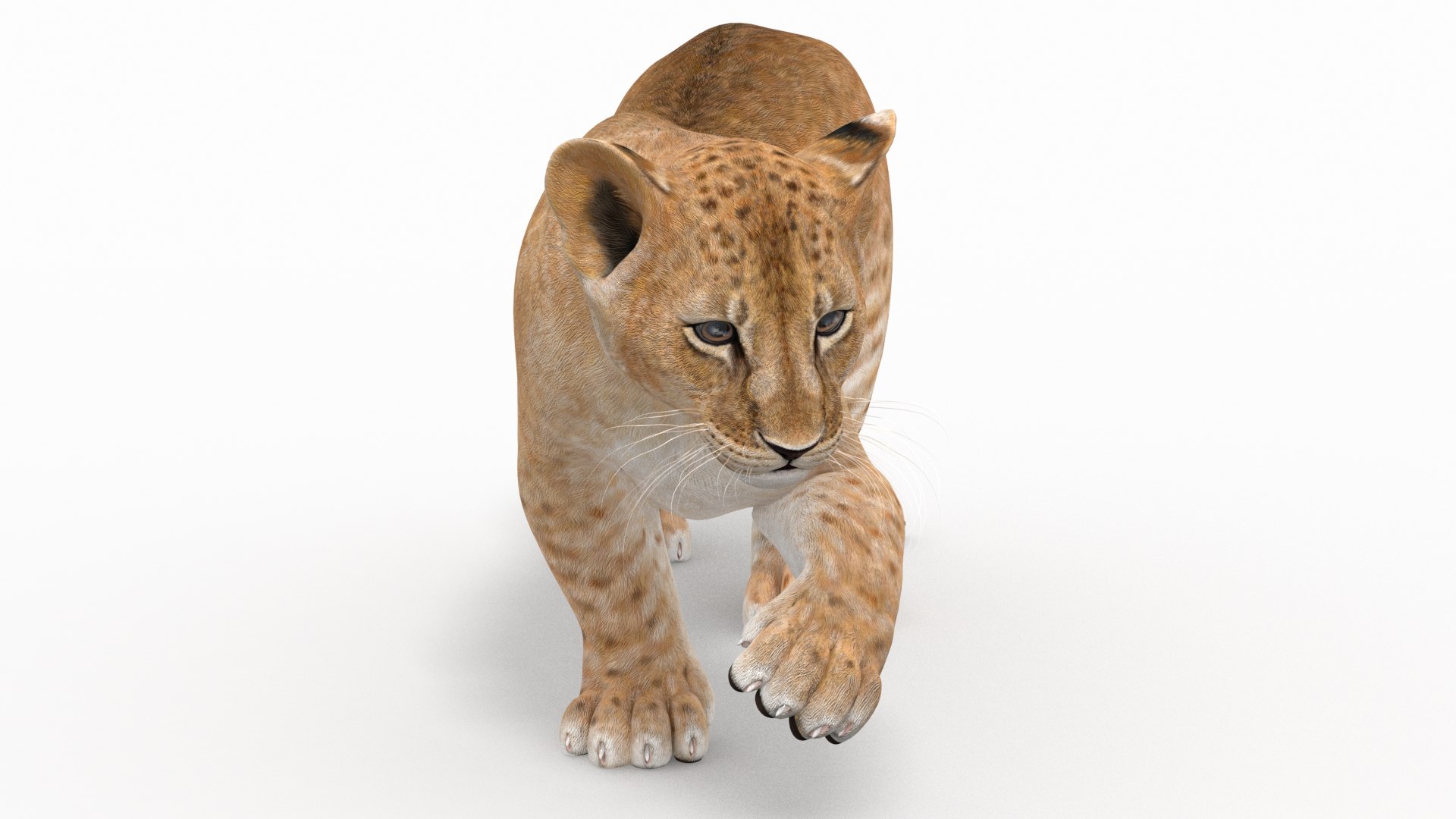Lion Cub Rigged Modeled Model - TurboSquid 1461268