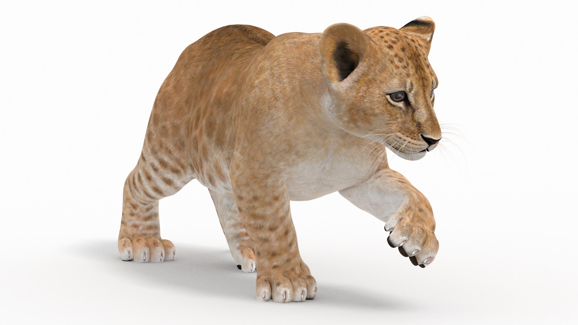 Lion Cub Rigged Modeled Model - TurboSquid 1461268