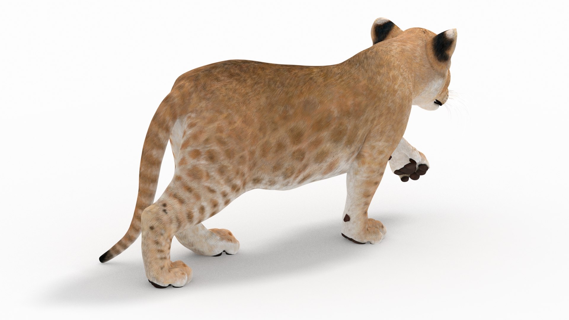 Lion Cub Rigged Modeled Model - TurboSquid 1461268