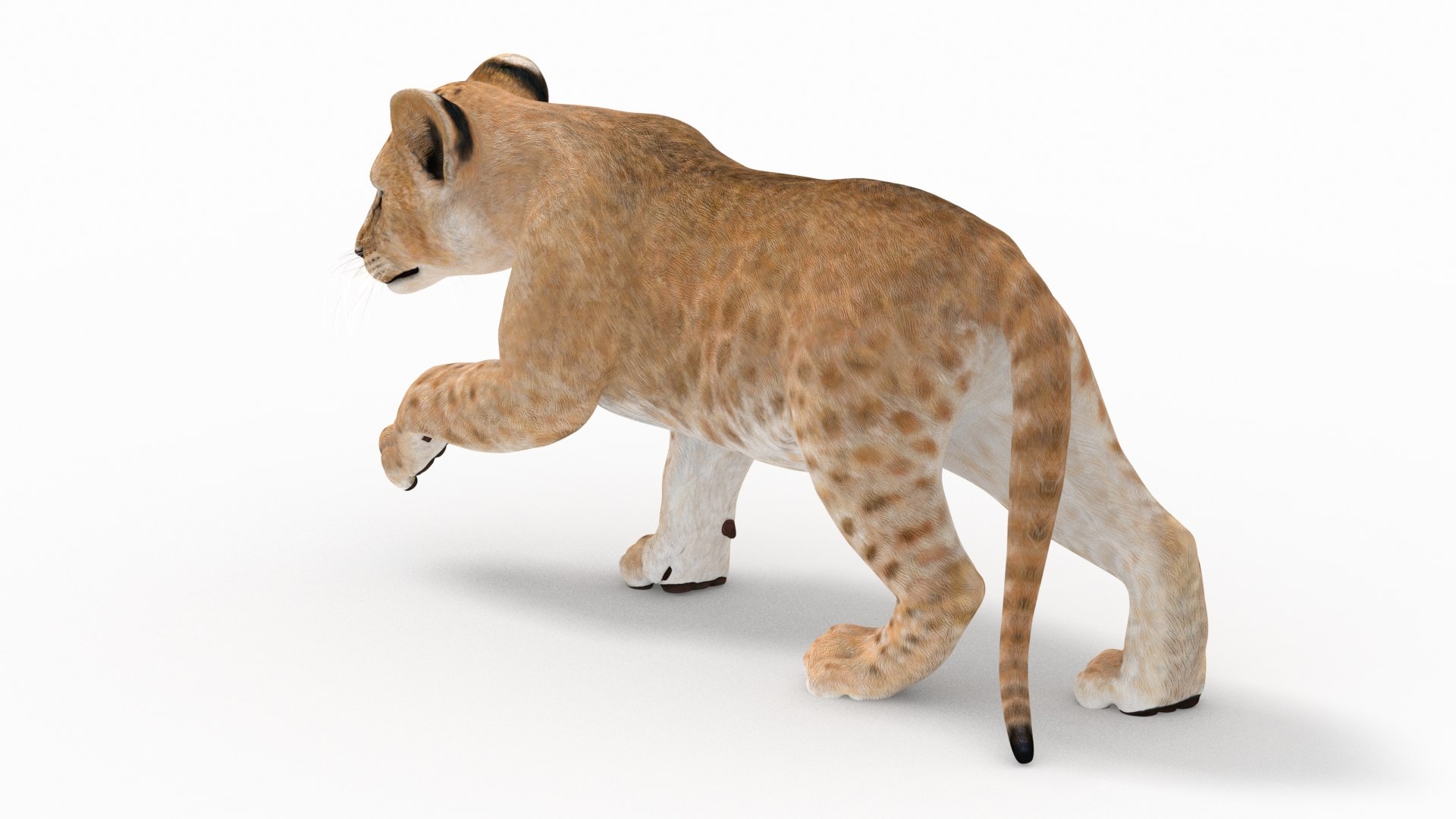 Lion Cub Rigged Modeled Model - TurboSquid 1461268