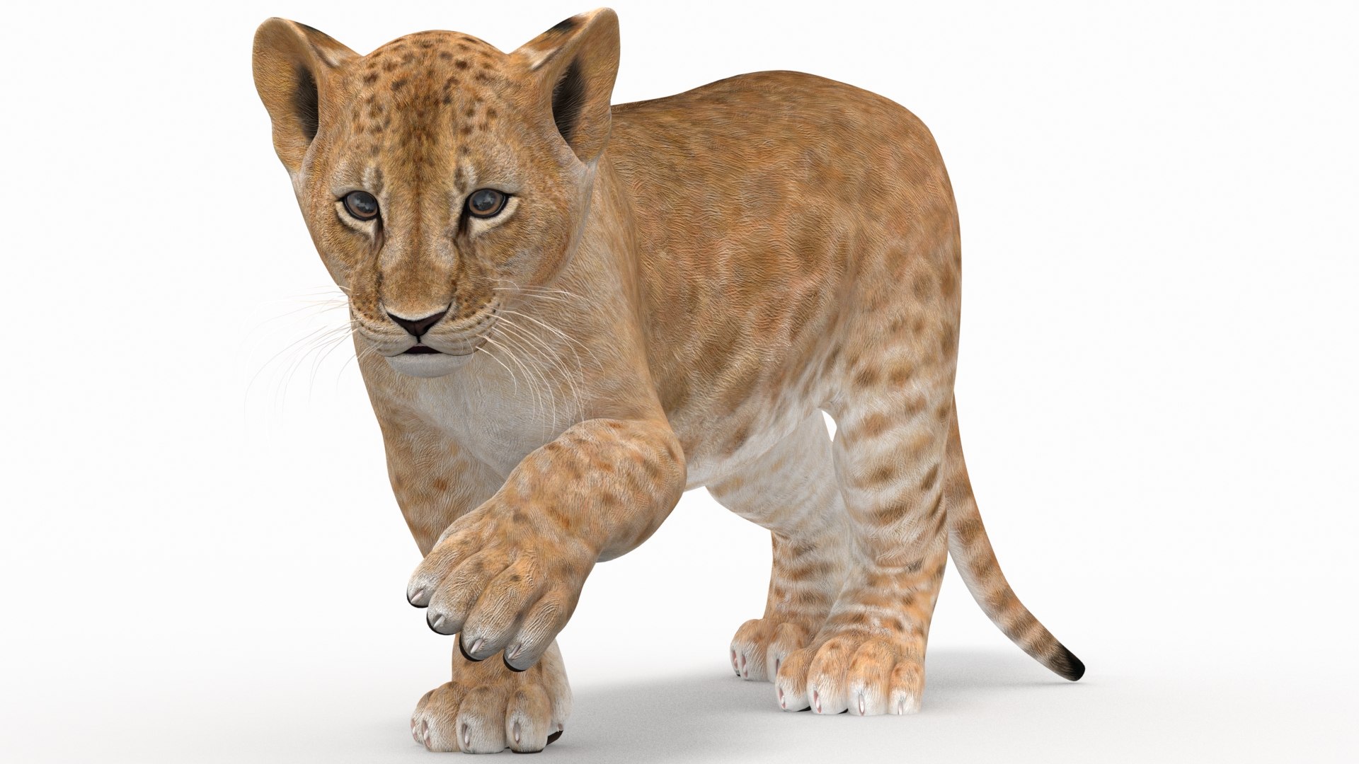Lion cub rigged modeled model - TurboSquid 1461268