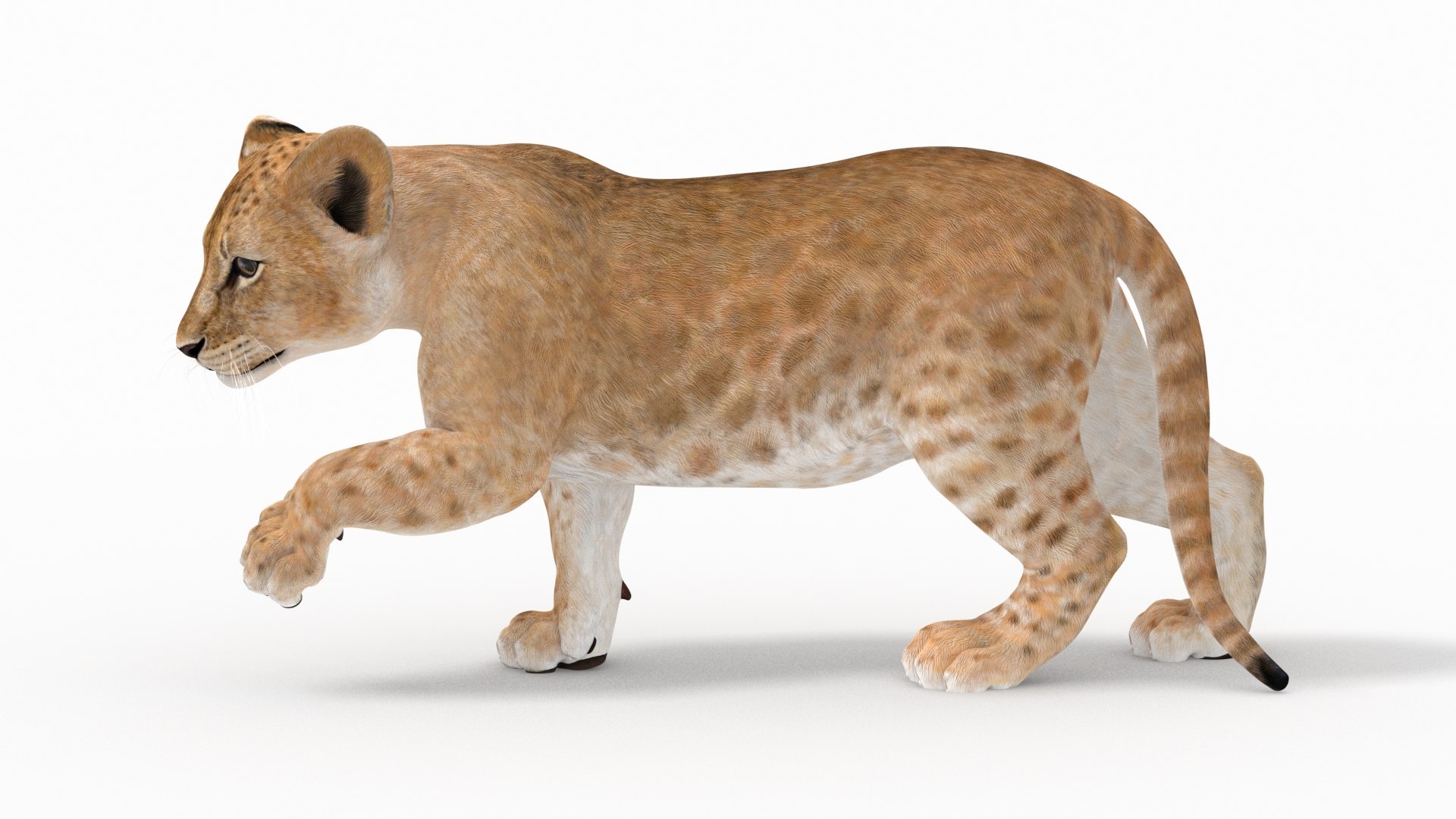 Lion Cub Rigged Modeled Model - TurboSquid 1461268