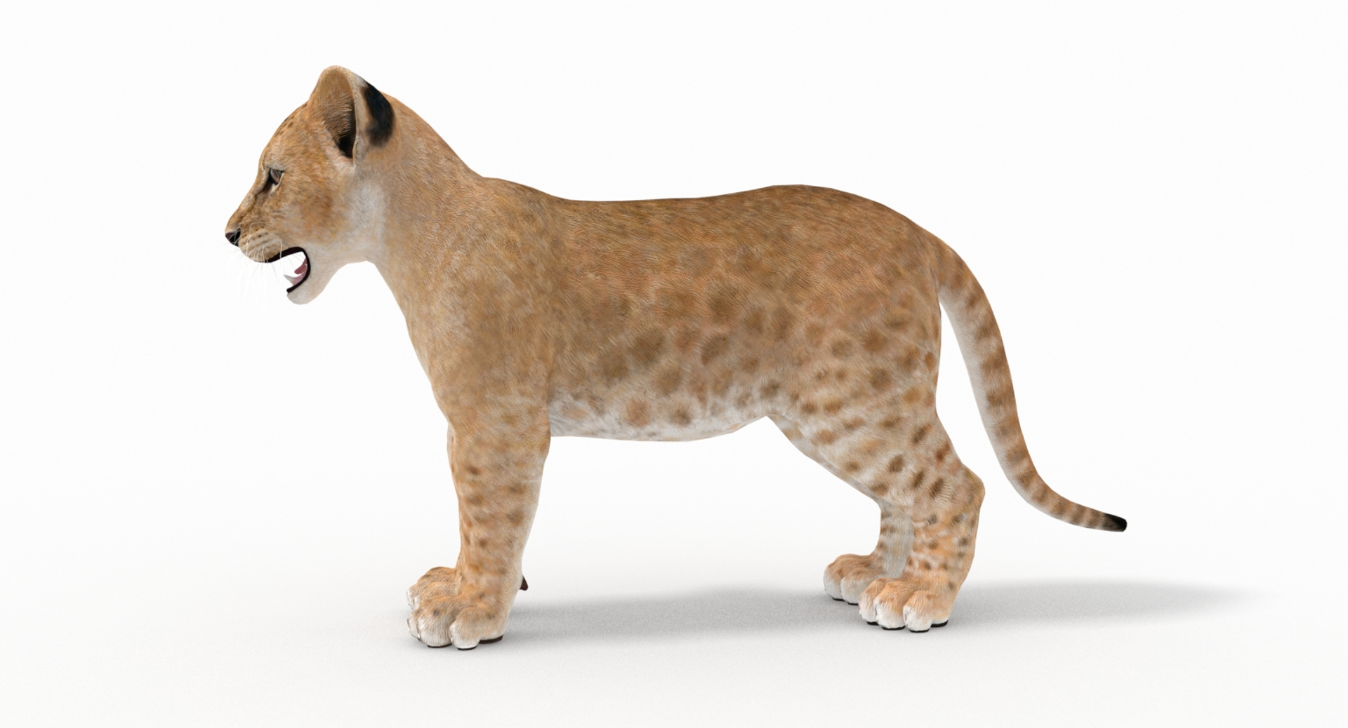 Lion Cub Rigged Modeled Model - TurboSquid 1461268