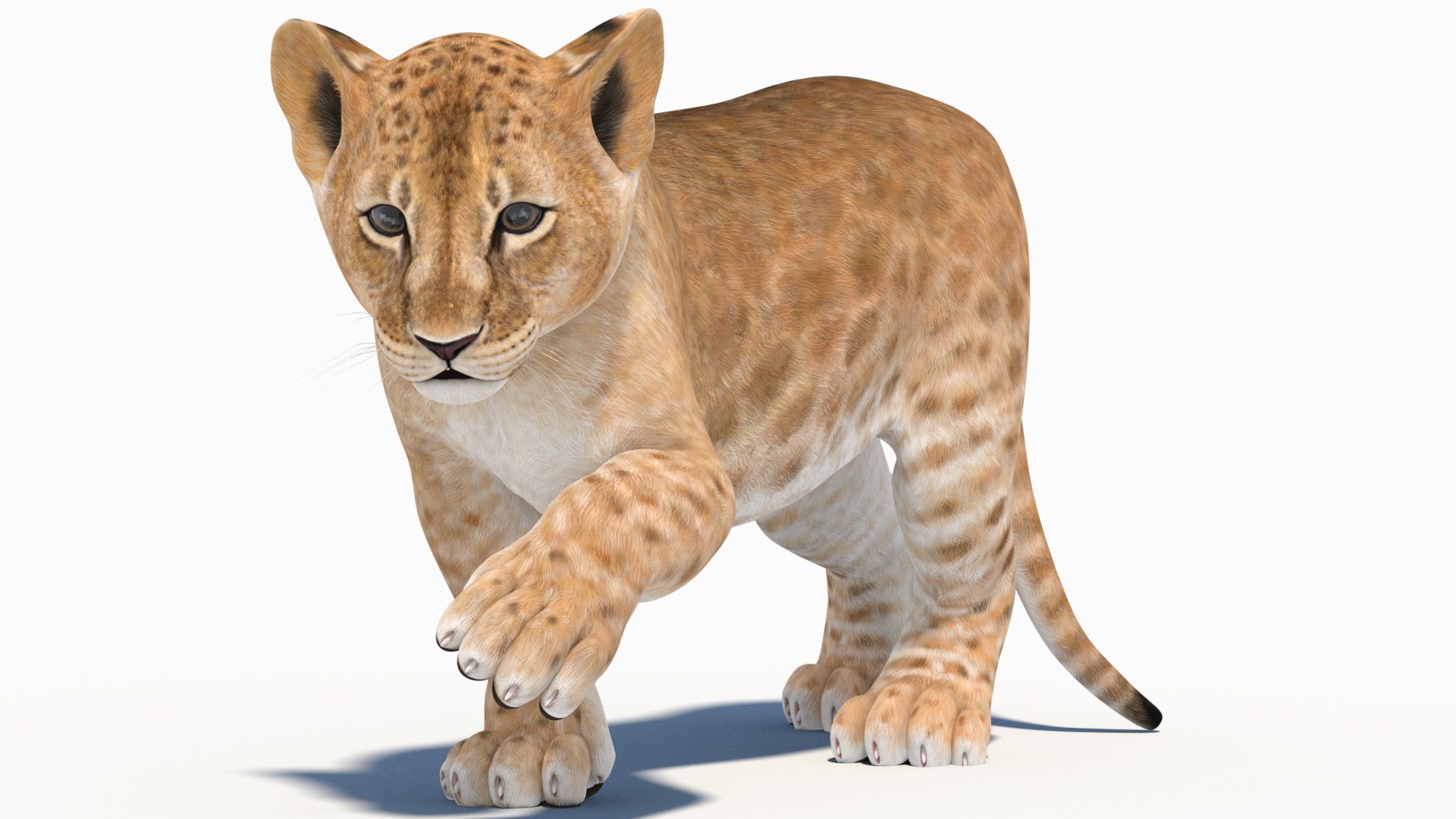 Lion Cub Rigged Modeled Model - TurboSquid 1461268