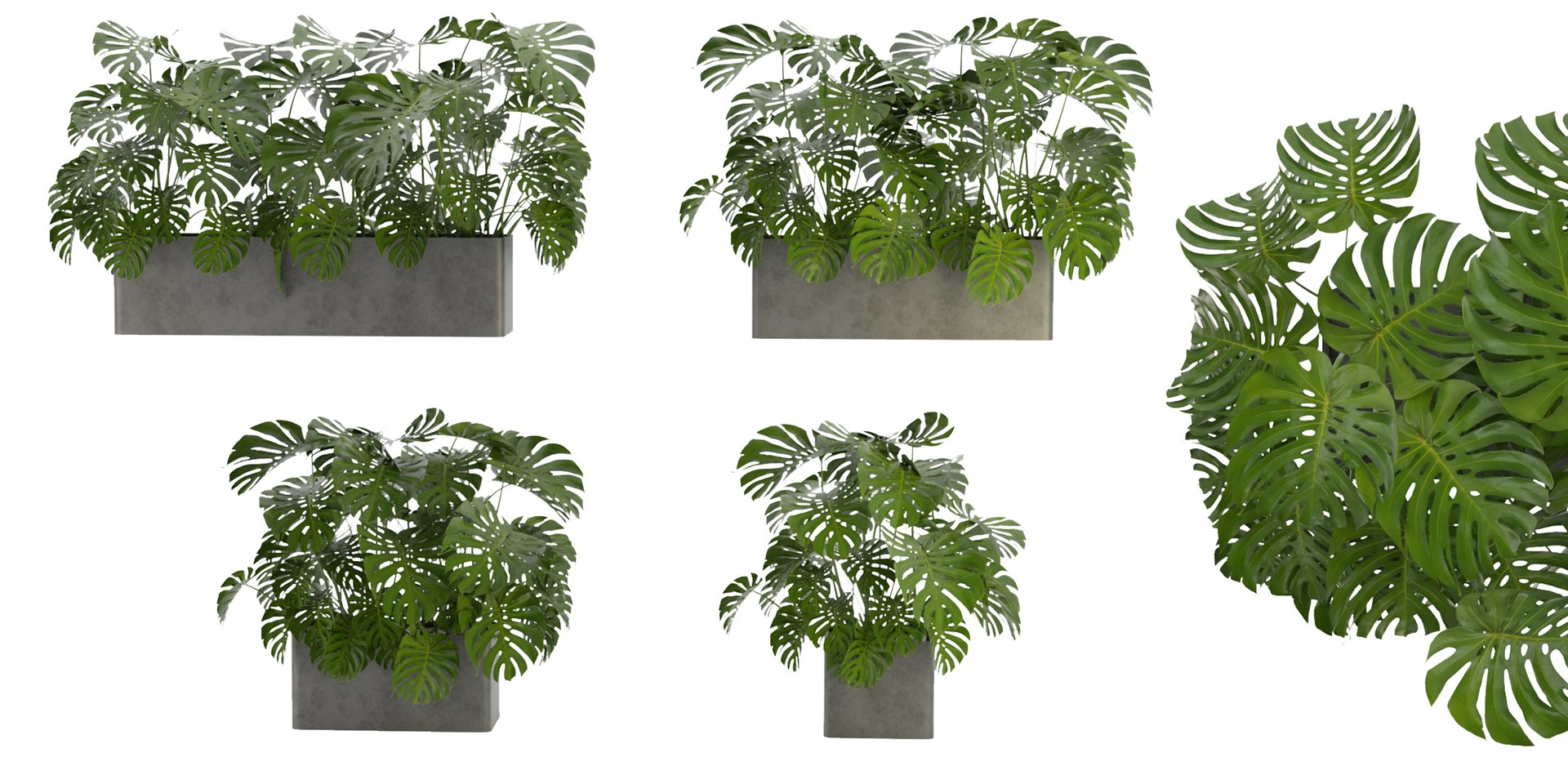3D Collection Plant Vol 323 - Blender - TurboSquid 2093056