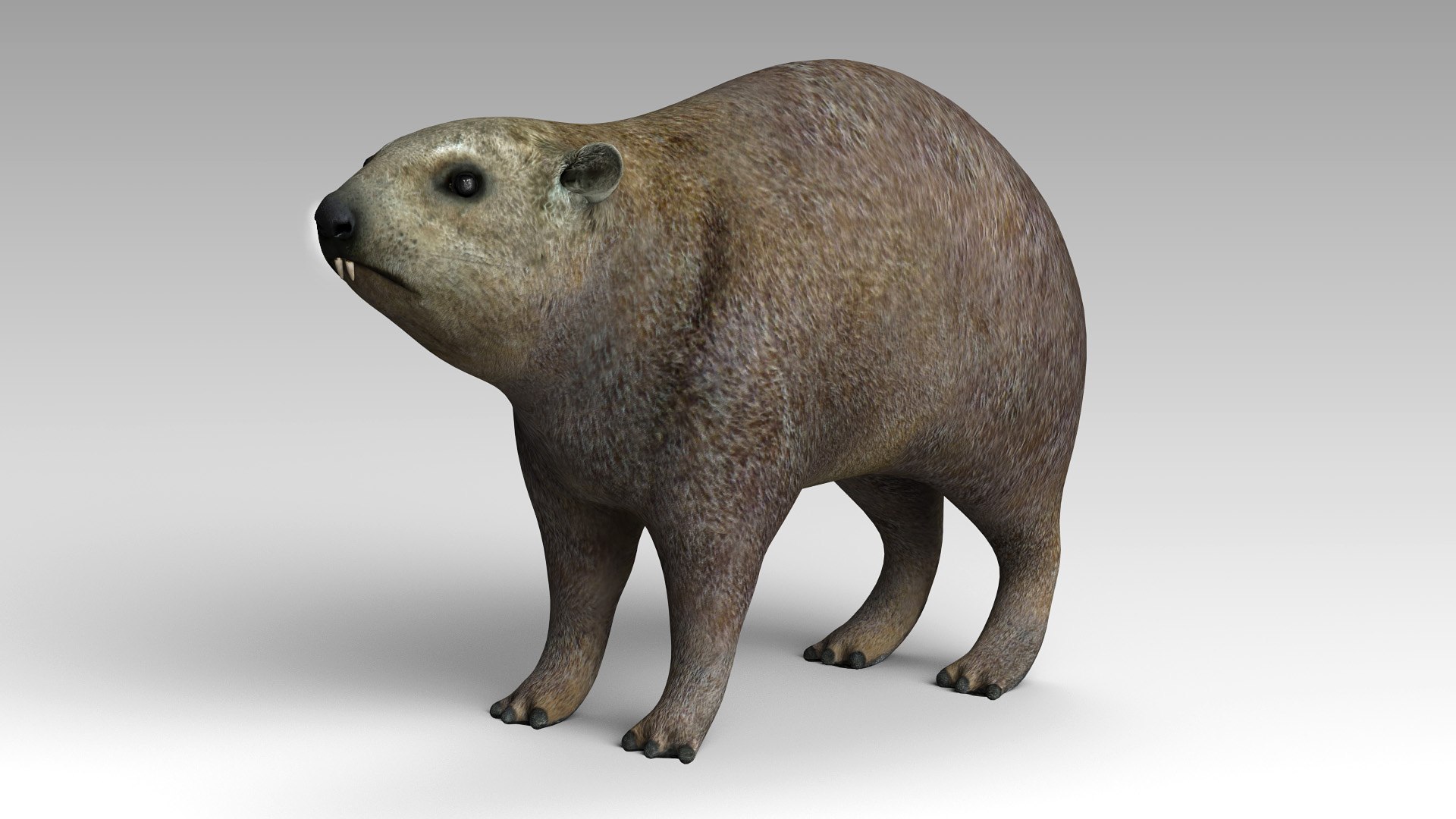 Rock Hyrax 3D Model - TurboSquid 1456439