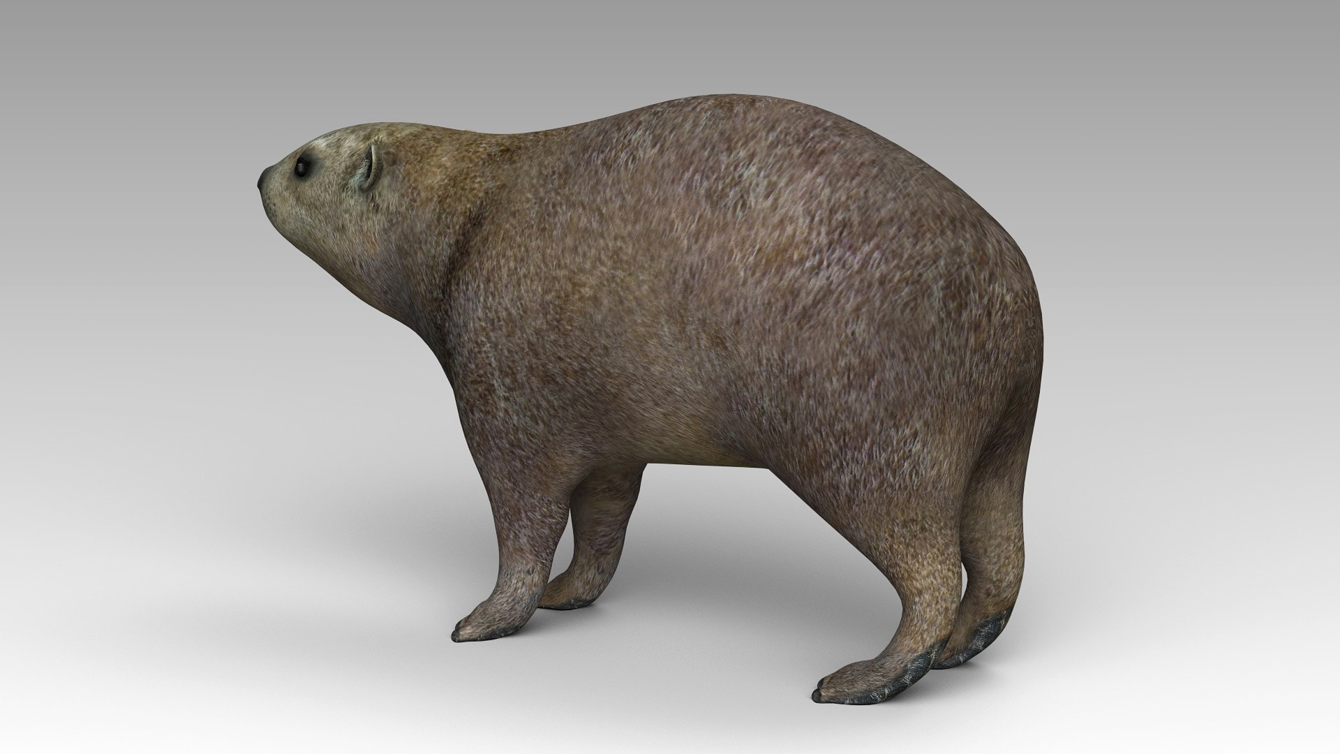 Rock Hyrax 3D Model - TurboSquid 1456439
