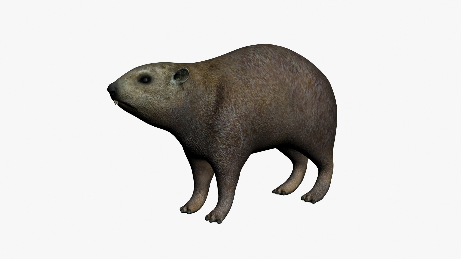 Rock Hyrax 3D Model - TurboSquid 1456439