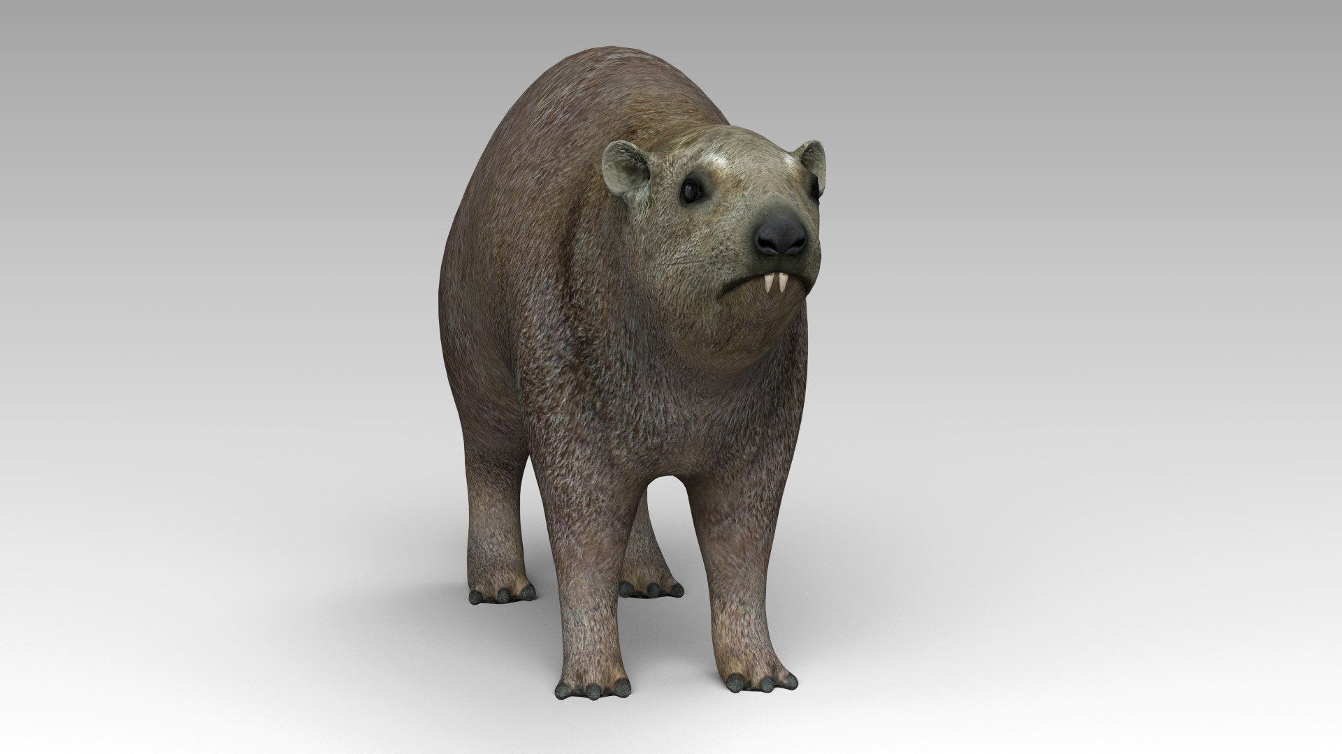 Rock Hyrax 3D Model - TurboSquid 1456439