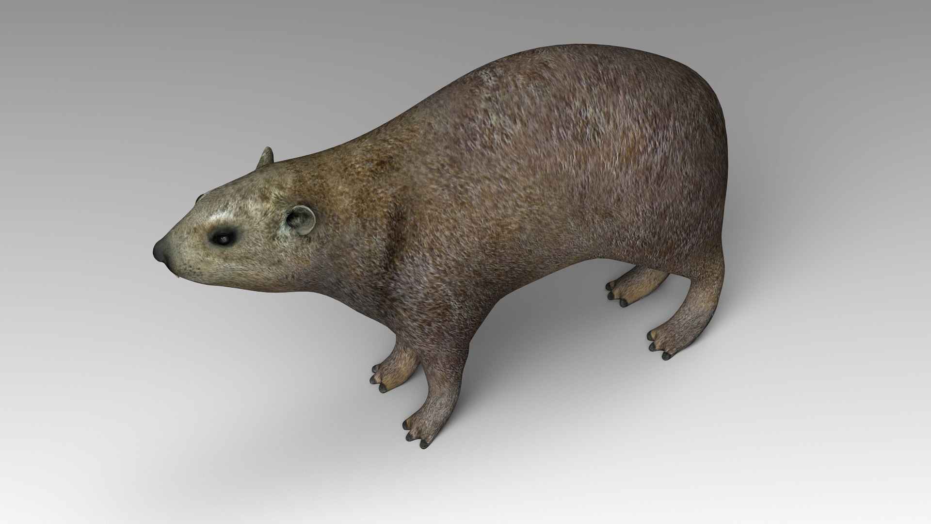 Rock Hyrax 3D Model - TurboSquid 1456439